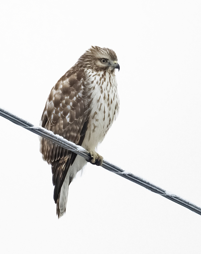 Red-shouldered Hawk from Norwich, VT, USA on February 8, 2022 at 10:02 ...