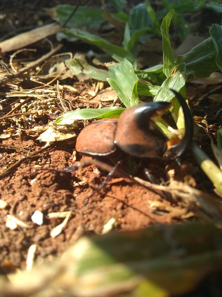 Diloboderus abderus from Jardín America, Misiones, Argentina on ...