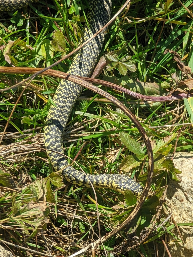 Green Whip Snake from 71300 Mary, France on February 09, 2022 at 02:39 ...