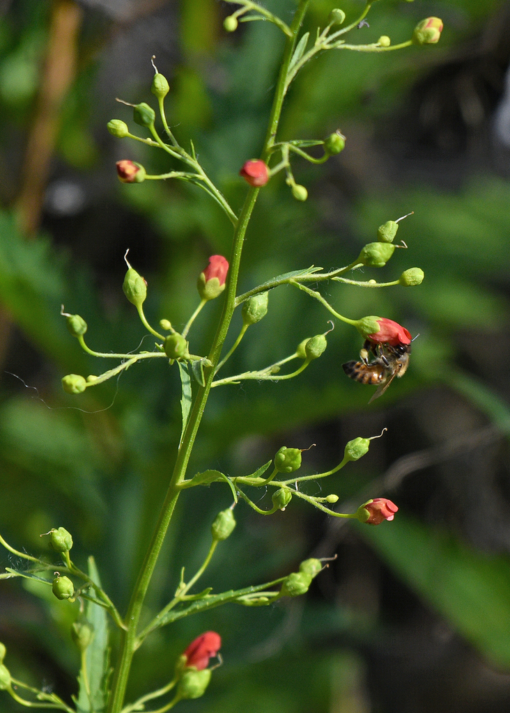 California beeplant from San Carlos, San Diego, CA, USA on May 10, 2018 ...