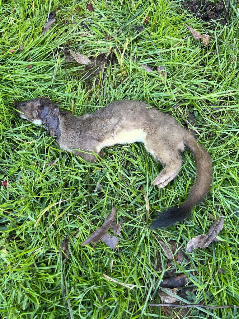 Long-tailed Weasel from Price Mill Rd, Madison, GA, US on February 09 ...
