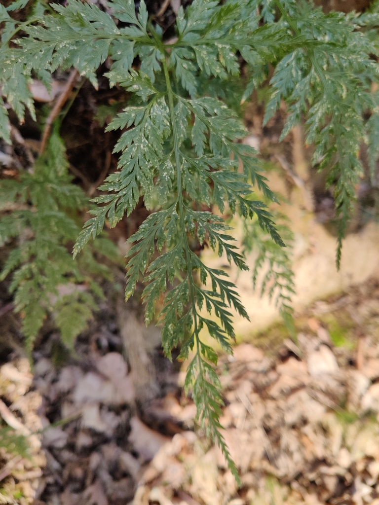 ferns from 50032 Borgo San Lorenzo FI, Italia by Martino Maggioni ...