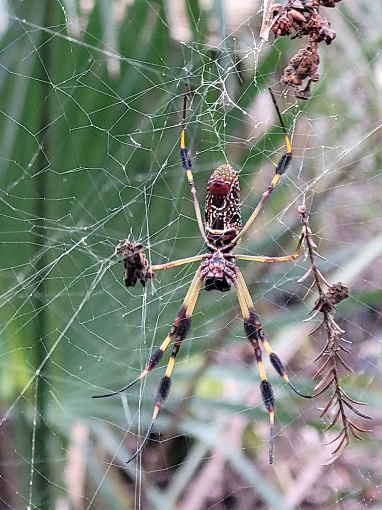 Golden Silk Spider from Brooksville, FL 34614, USA on February 6, 2022 ...