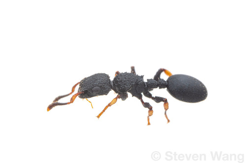 Cataulacus porcatus · iNaturalist