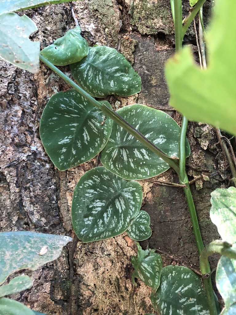 Monstera tuberculata brevinoda from Sarapiqui, Heredia, CR on February ...