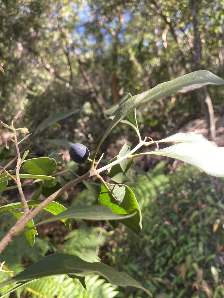 dicots from Mosman, NSW, AU on February 10, 2022 at 10:08 AM by Caitlin ...