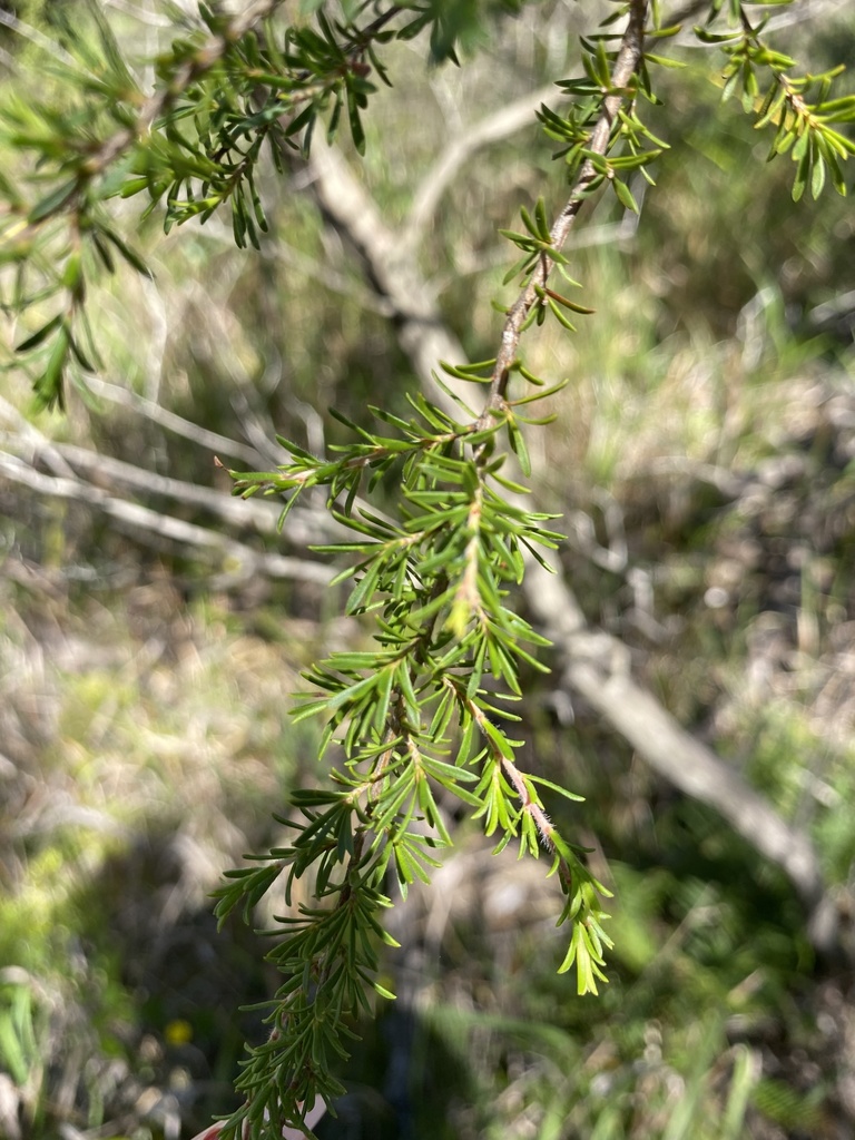Butterfly Bush from Mosman, NSW, AU on February 10, 2022 at 11:01 AM by ...