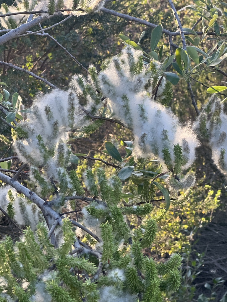 Arroyo Willow from Lincoln Blvd, Los Angeles, CA, US on February 09 ...