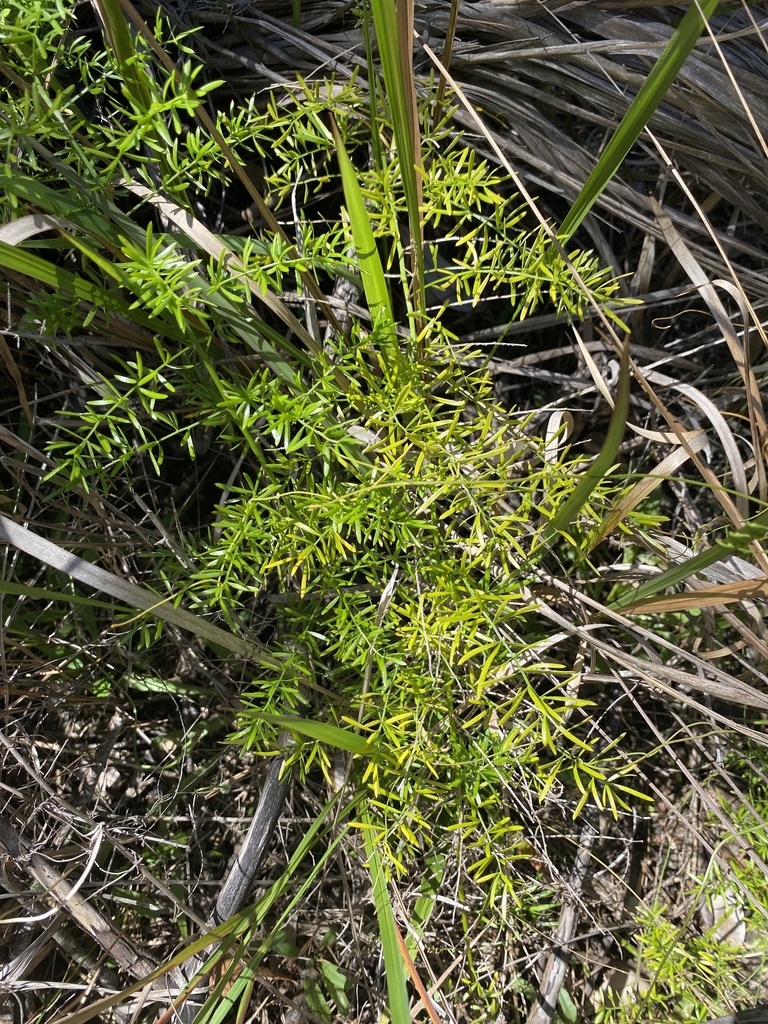 African Asparagus from Mosman, NSW, AU on February 10, 2022 at 11:08 AM ...