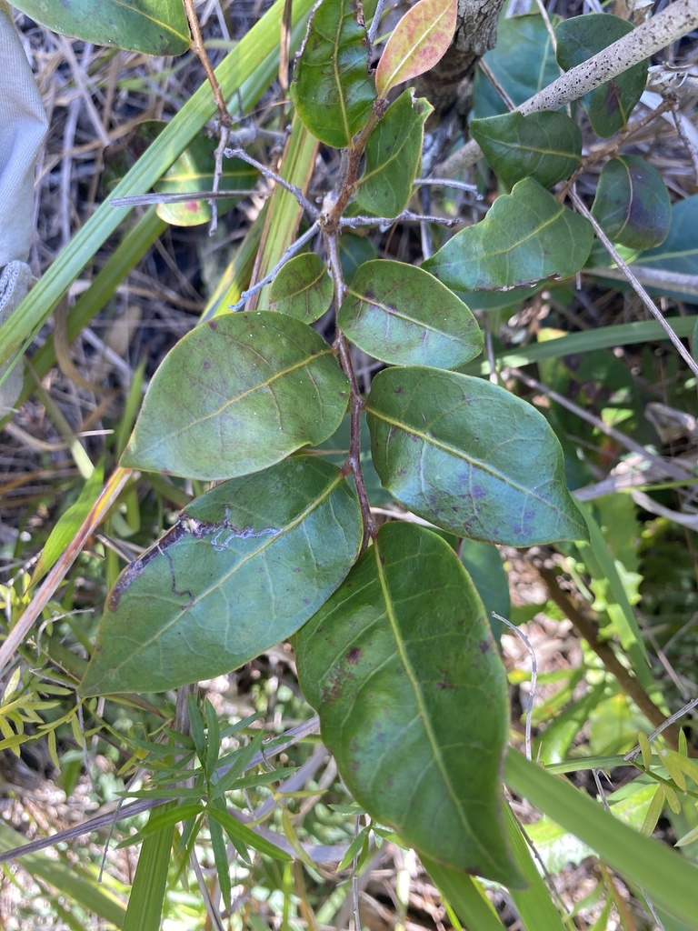 Cheese Tree from Mosman, NSW, AU on February 10, 2022 at 11:10 AM by ...