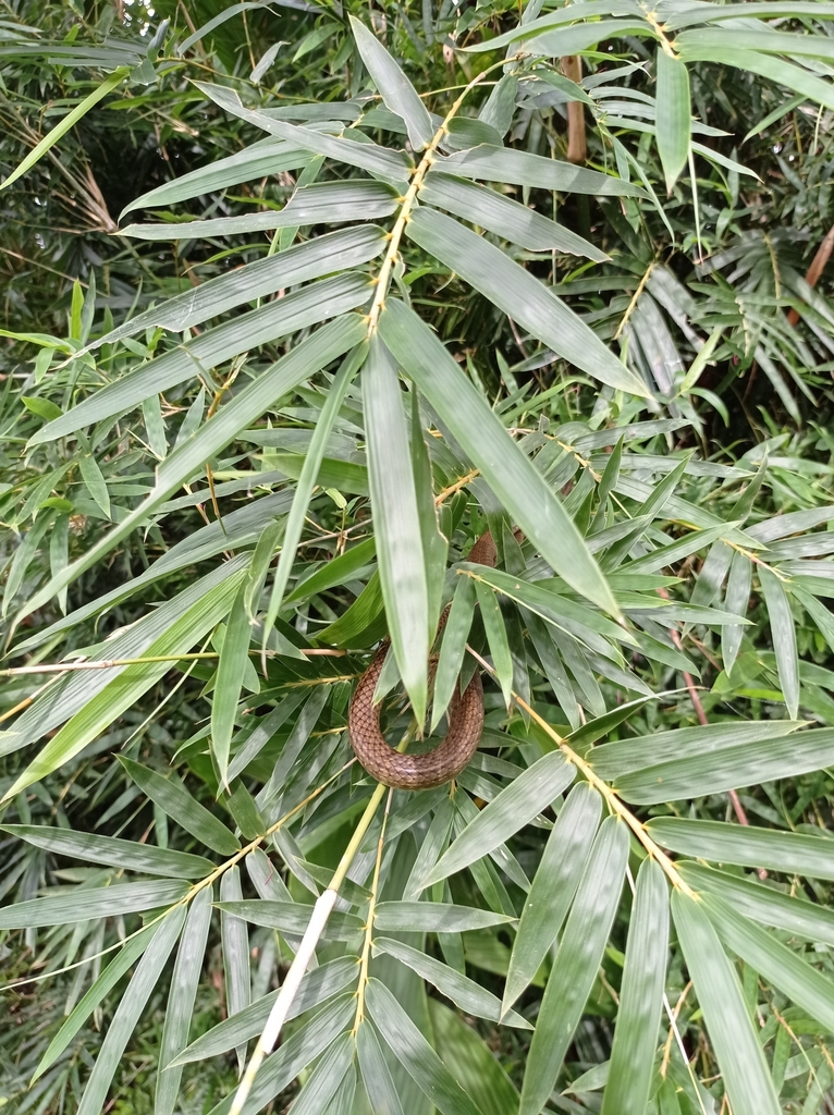 Indo-Chinese Rat Snake in February 2022 by 🐣 · iNaturalist