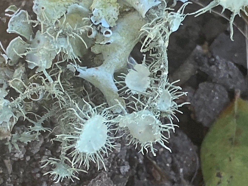 Usnea cirrosa from Hays County, TX, USA on February 09, 2022 at 01:34 ...