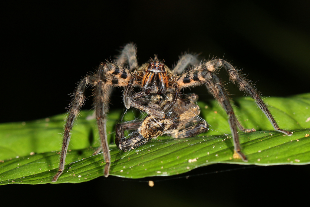 Tiger Bromeliad Spider from Cockscomb Basin Wildlife Sanctuary on March ...