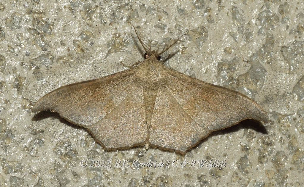 Black Looper from Lam Tsuen Valley, Tai Po, New Territories, Hong Kong ...