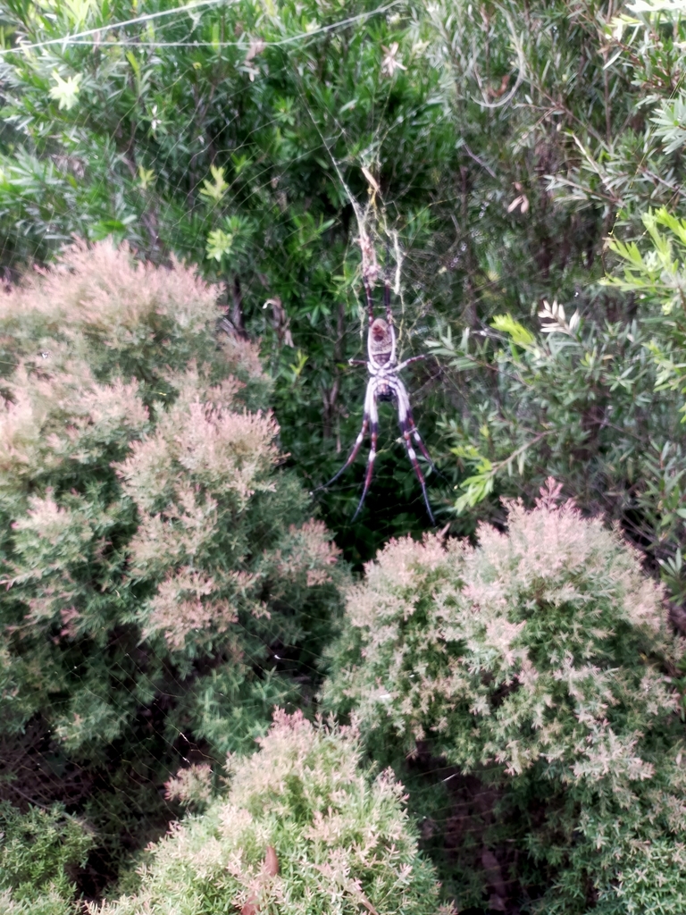 Australian Golden Orbweaver from Geebung QLD 4034, Australia on ...