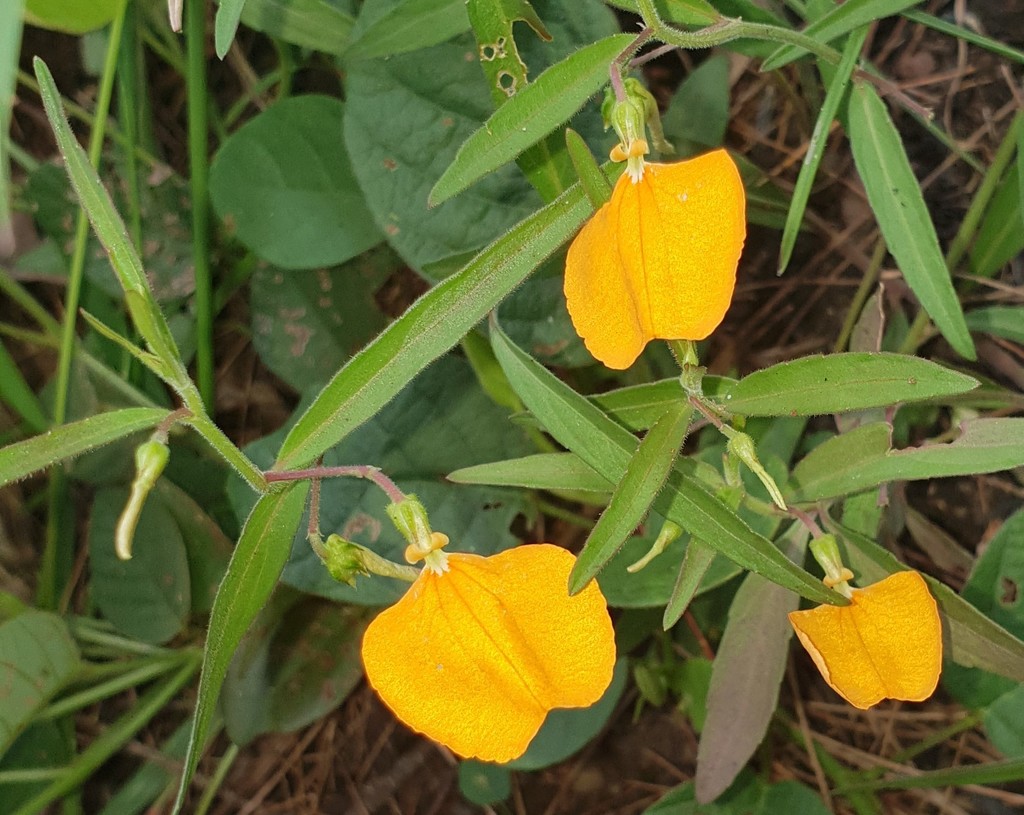 spade flower from Valley of Lagoons QLD 4850, Australia on February 1 ...