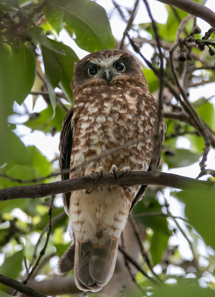 Australian Boobook from Royal Park on September 7, 2021 at 10:45 AM by ...