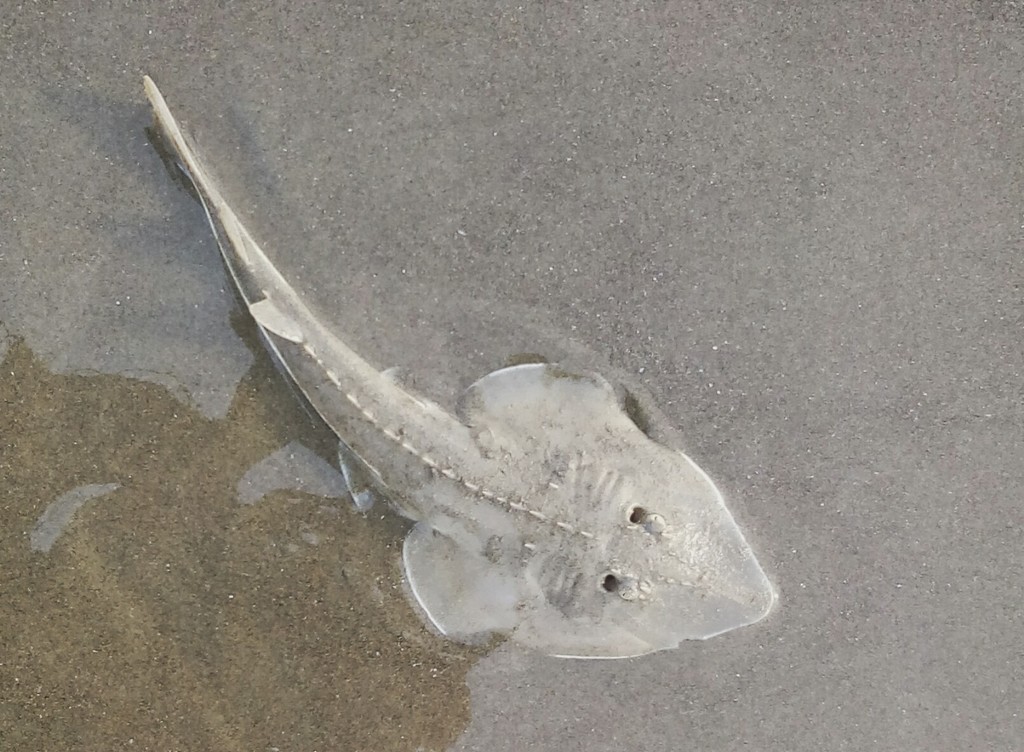 Widenose guitarfish (Glaucostegus obtusus) - Marine Life Identification