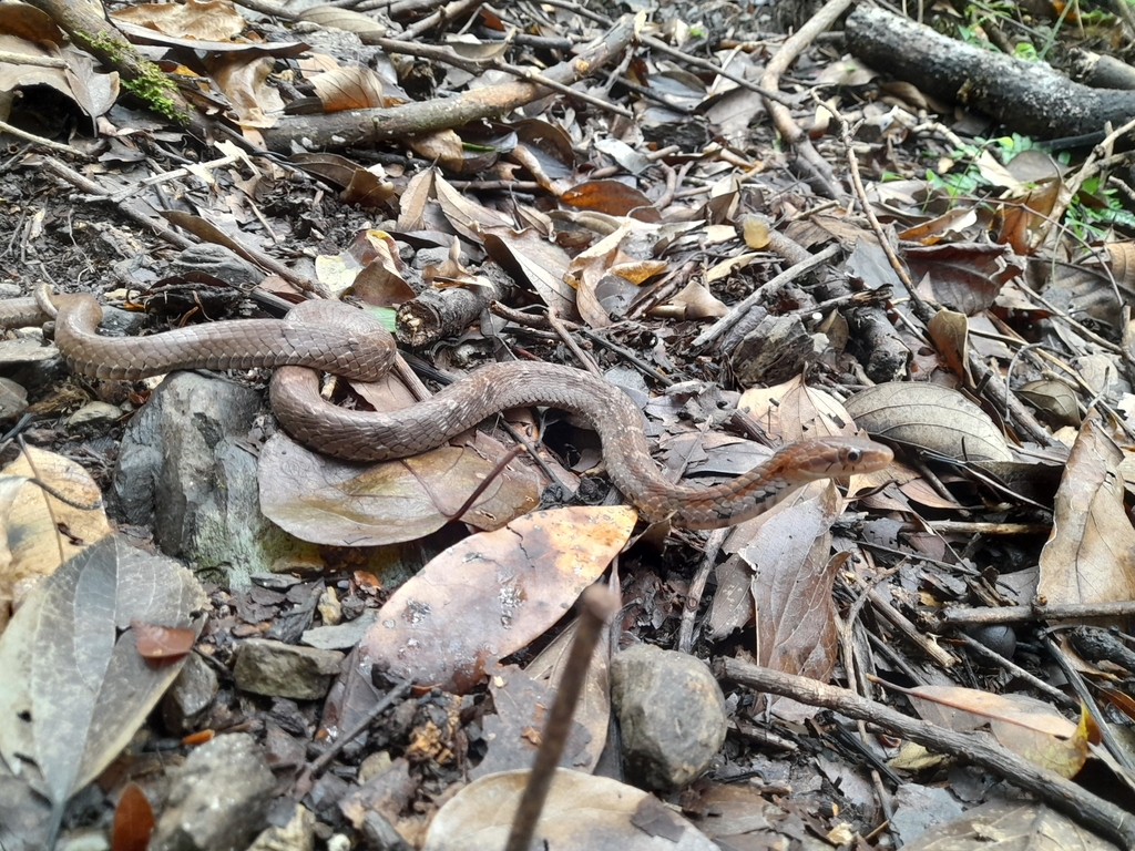 Stejneger's Bamboo Snake in February 2022 by ihenglan · iNaturalist