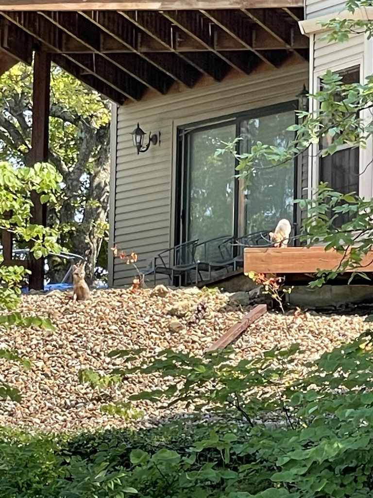 Gray Fox from Lake of the Ozarks, Roach, MO, US on July 5, 2021 at 03: ...