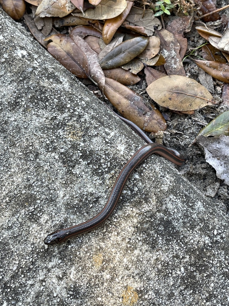 Rainbow Snake in February 2022 by neverweary · iNaturalist