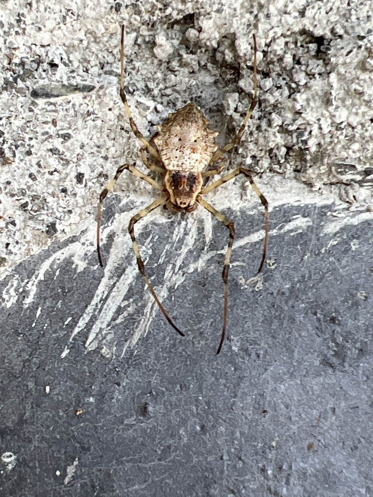 Ornamental Tree Trunk Spider from 德文巷, 三地門鄉, TW on February 11, 2022 at ...