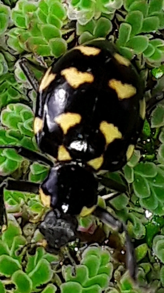 Black-spotted Lady Beetles from Paseo de la Costa on February 06, 2022 ...