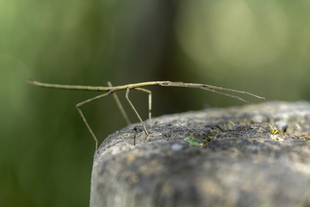 Margin-winged Stick Insect from Melbourne VIC, Australia on December 27 ...