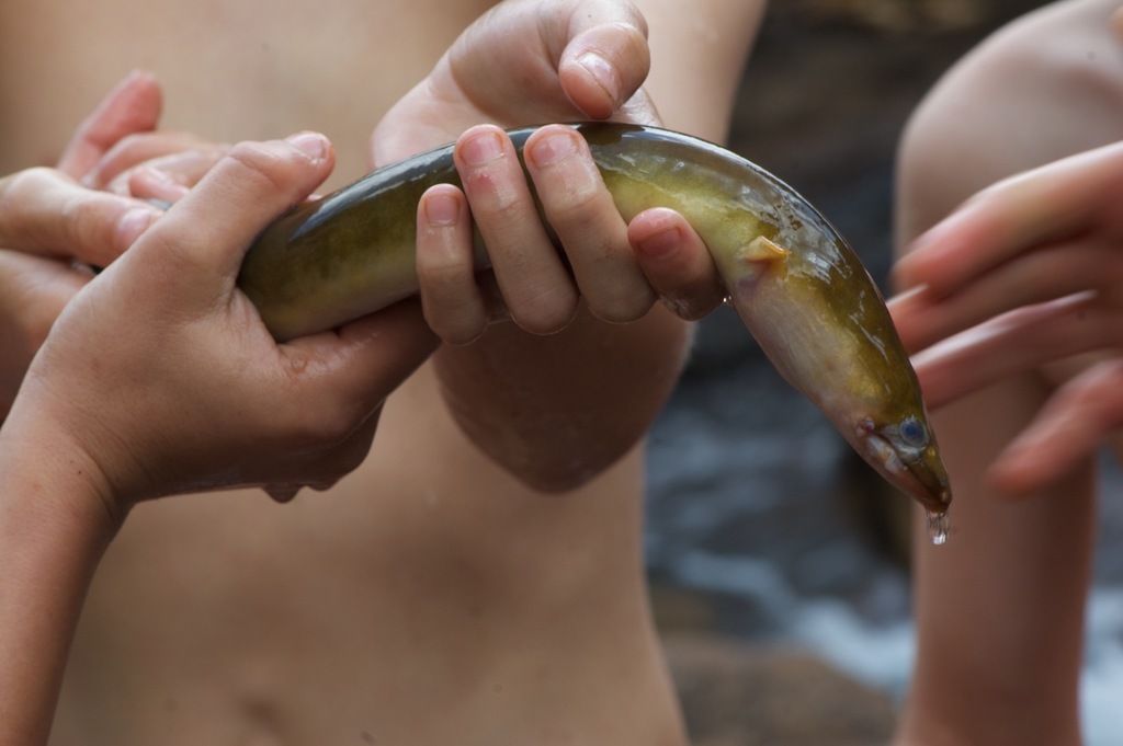 African Longfin Eel from Alaotra-Mangoro, Madagascar on October 1, 2010 ...