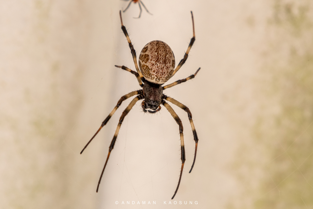 Asian Hermit Spider from ตำบล ห้วยแม่เพรียง อำเภอแก่งกระจาน เพชรบุรี ...