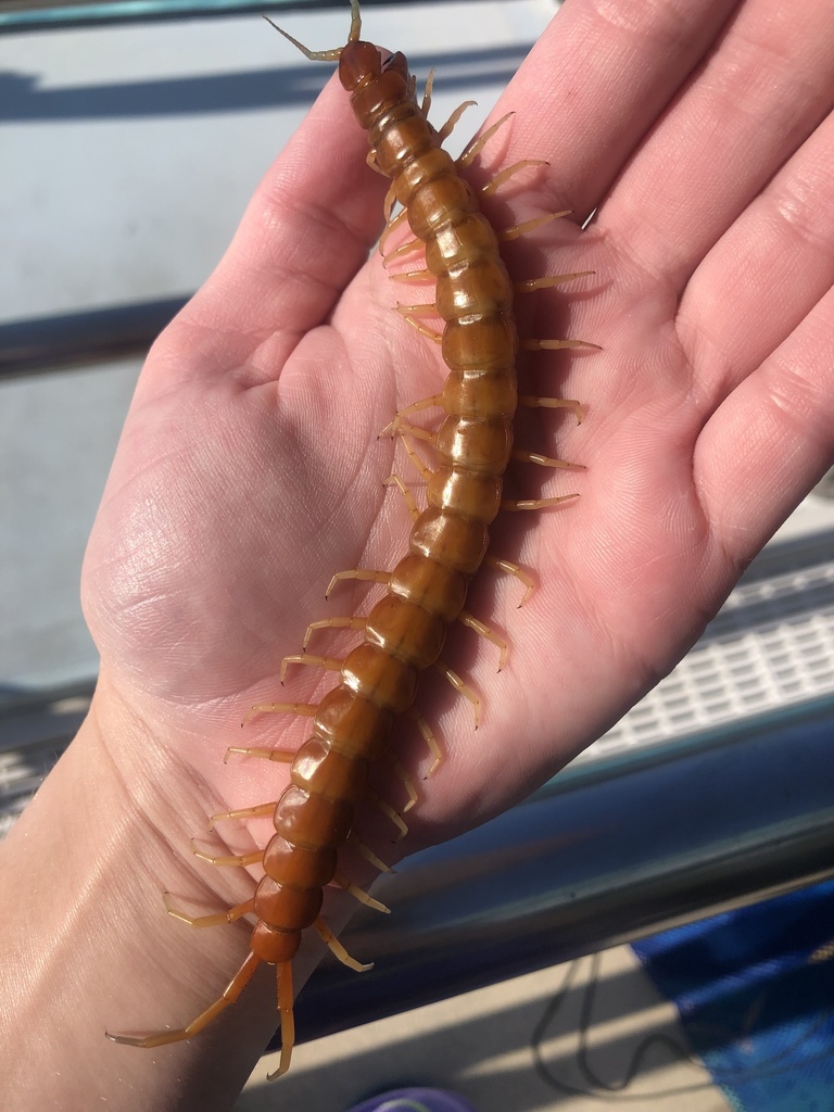 Caribbean Giant Centipede from Key Largo Community Park, Key Largo, FL ...