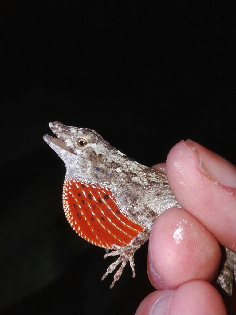 Grooved Anole in May 2018 by juandaza · iNaturalist