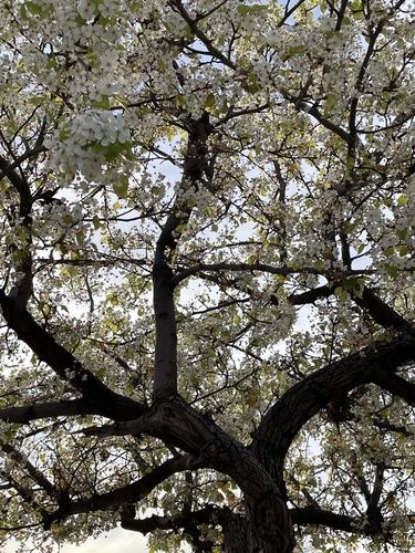 Evergreen Pear (Pyrus kawakamii) · iNaturalist