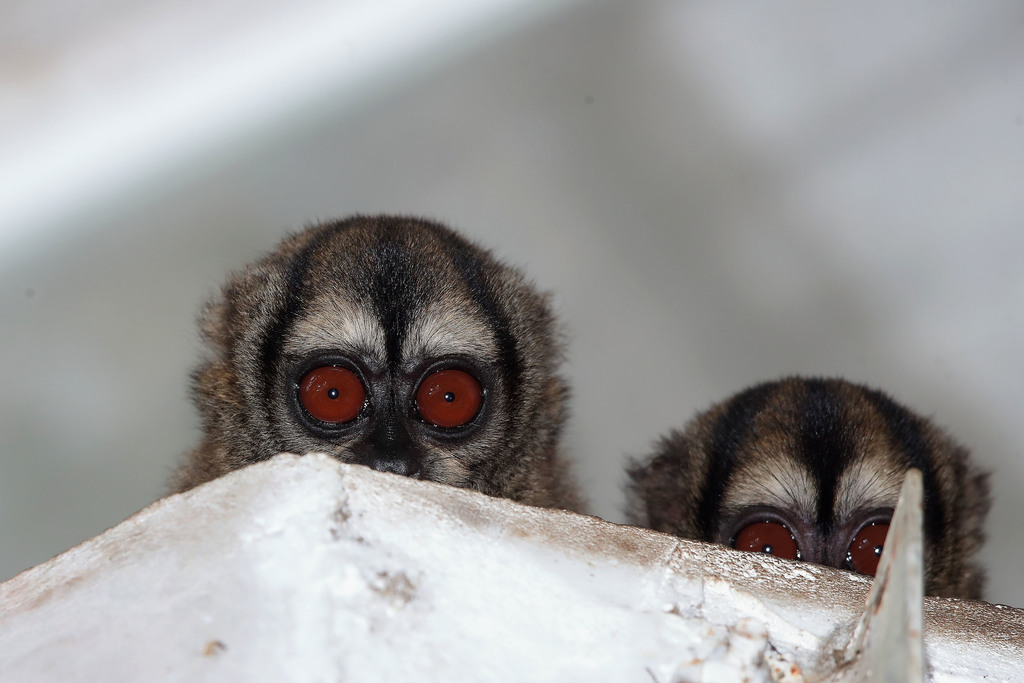 Spix's Night Monkey from Mocoa, Putumayo, Colombia on February 10, 2022 ...