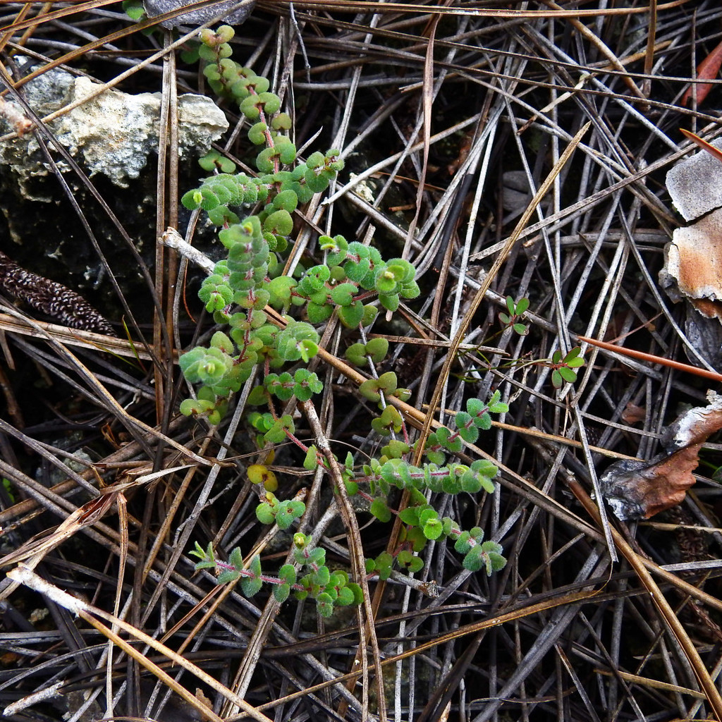 Pineland Sandmat in February 2022 by Pablo L Ruiz · iNaturalist