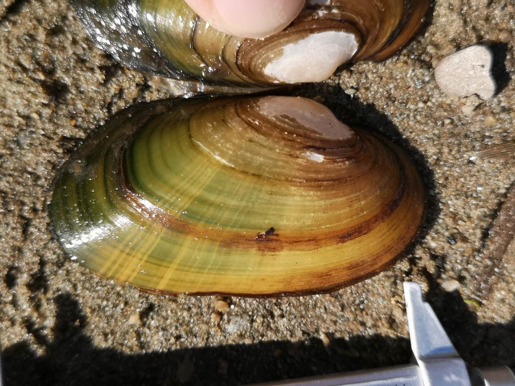 Unio Mollusca Unio Crassus | Overview | Finnish Biodiversity Info