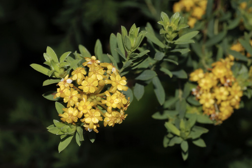 Sunshine Curryflower (Lasiosiphon macropetalus) · iNaturalist United ...