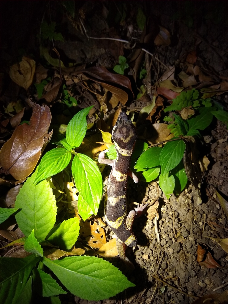 Central American Banded Gecko from CIEE - University of Georgia Costa ...