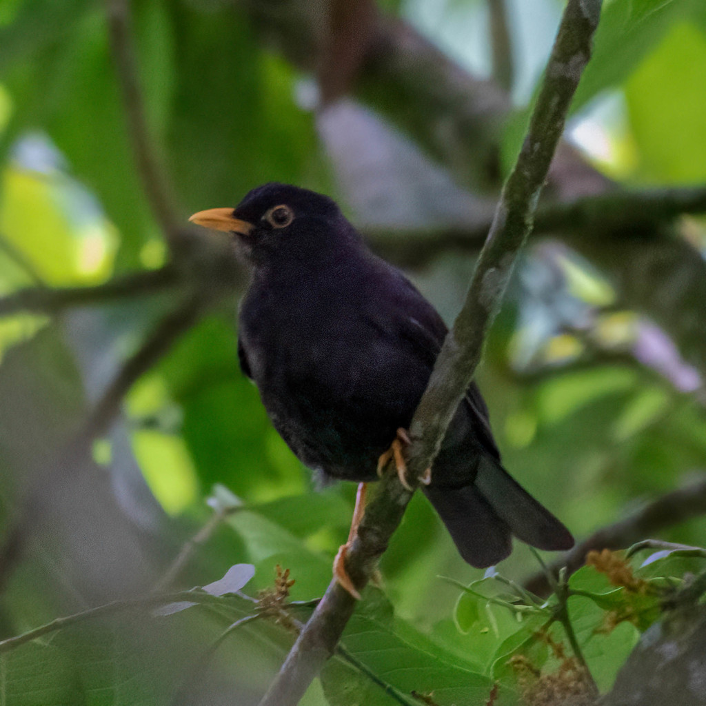 Black Thrush from 30893 Benito Juárez, Chis., México on January 23 ...