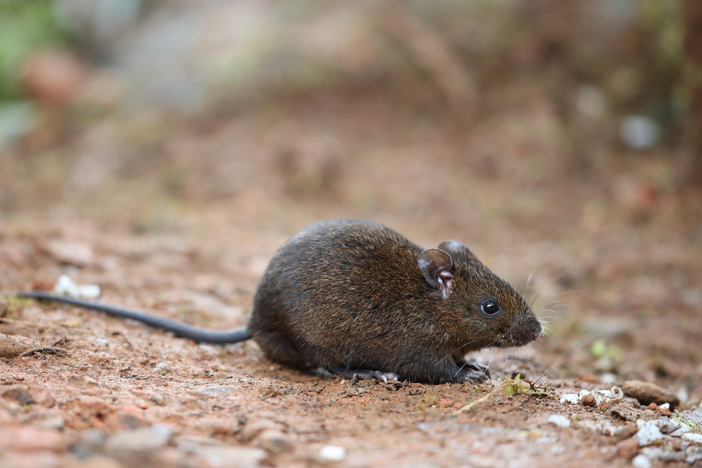 dusky rice rat from Dagua, Valle del Cauca, Colombia on February 4 ...