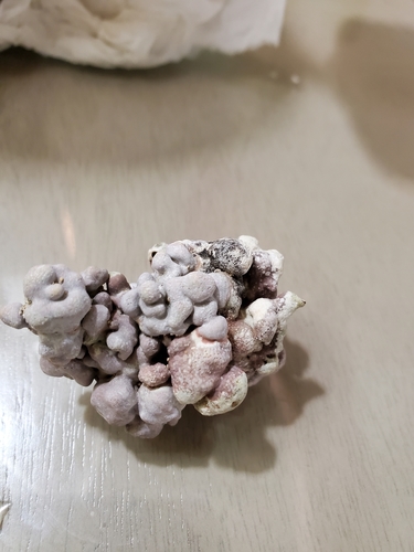 Hydrolithon reinboldii · iNaturalist United Kingdom