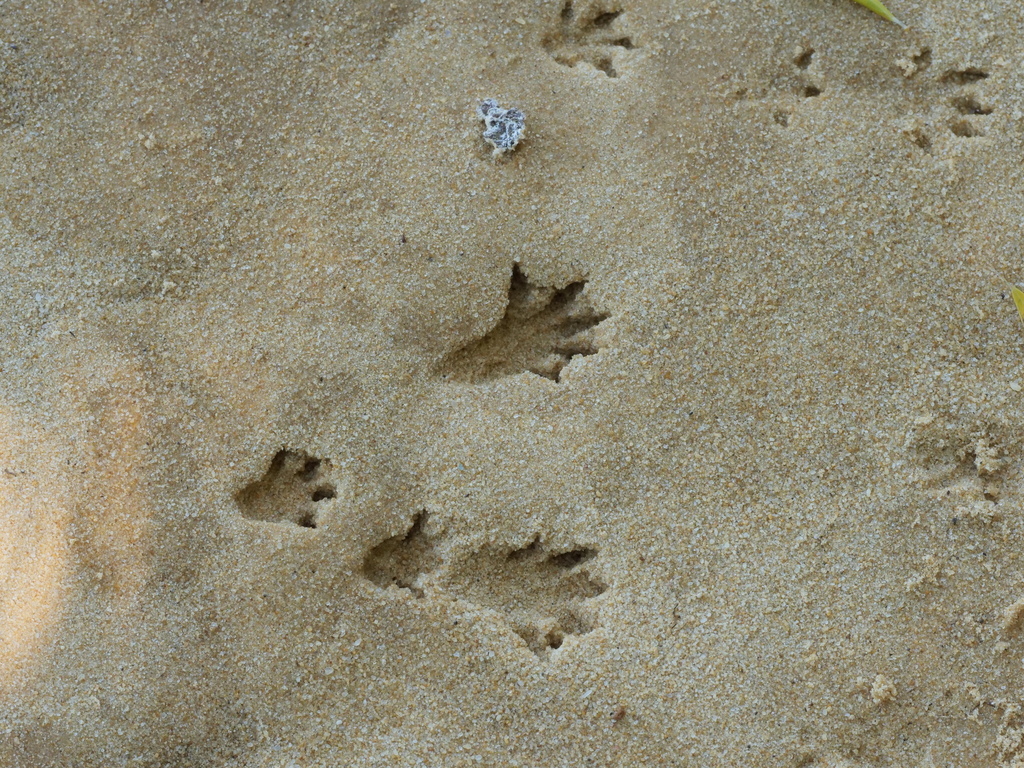 Rakali in February 2022 by ffd. I heard a rustle and caught a glimpse ...