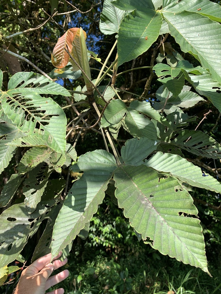 (Pourouma bicolor) - Botanical Realm