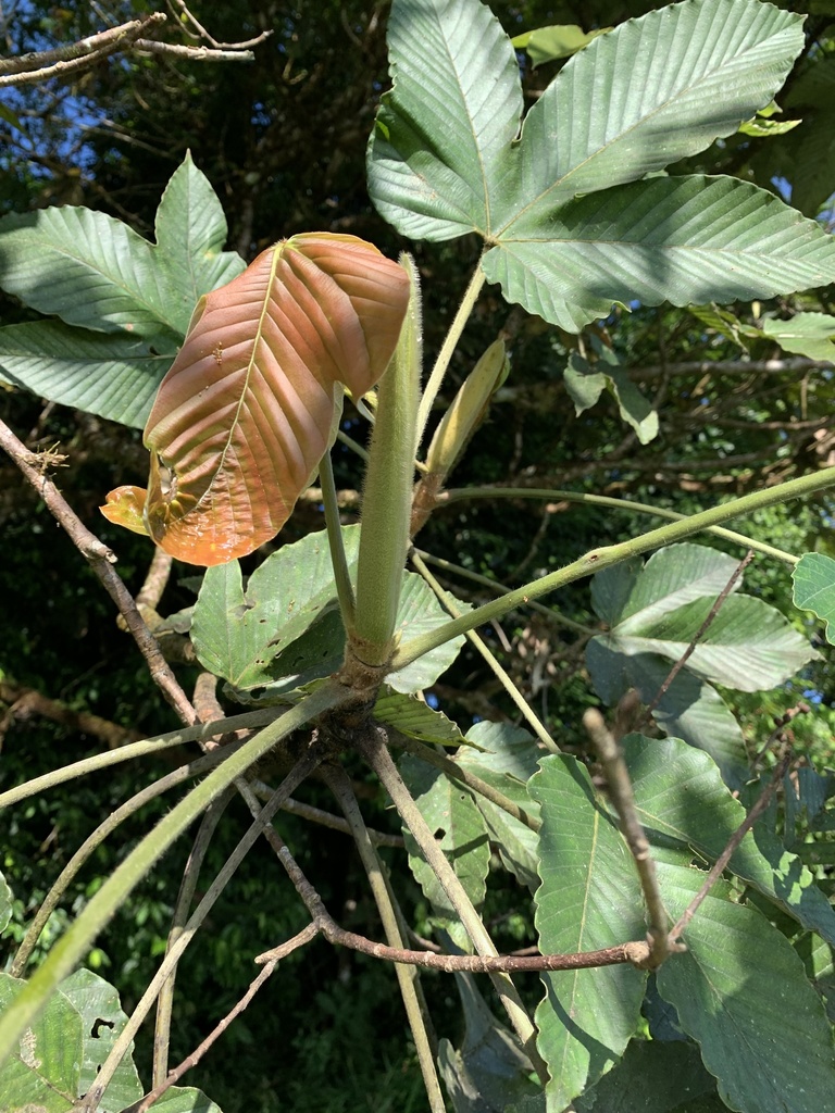 (Pourouma bicolor) - Botanical Realm