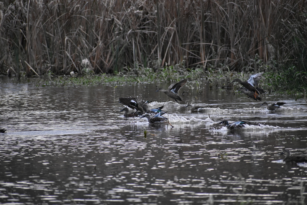 Australasian Shoveler from Lenaghan NSW 2322, Australia on May 13, 2019 ...