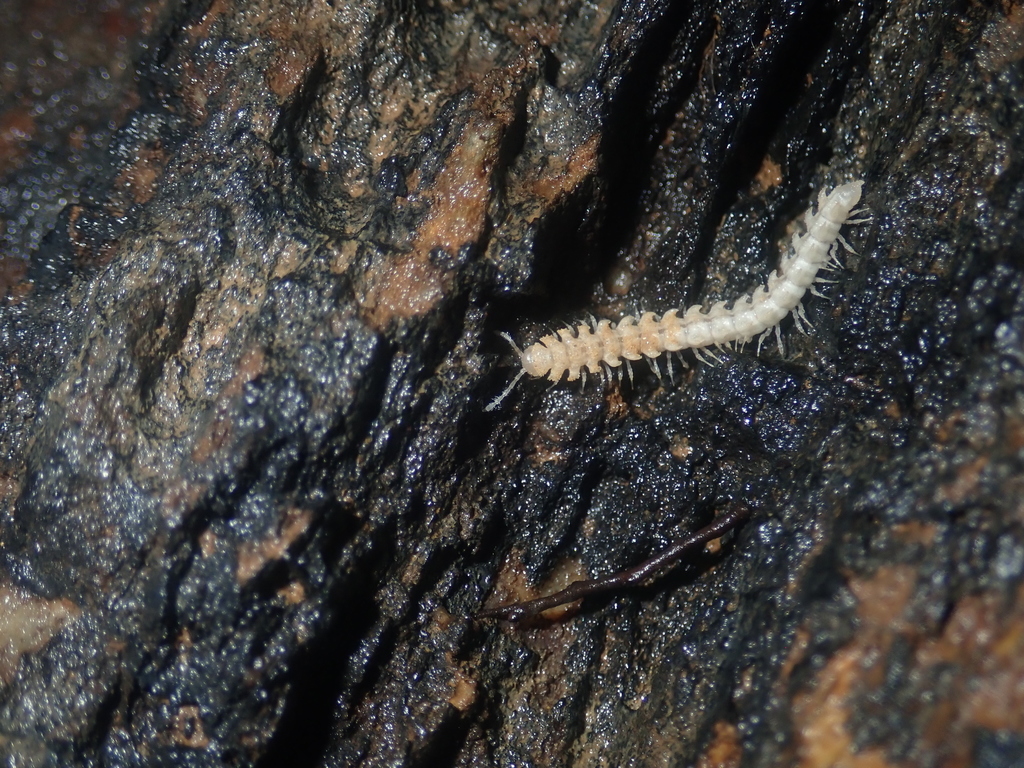 Flat-backed Millipedes from Takaka Hill, New Zealand on January 09 ...
