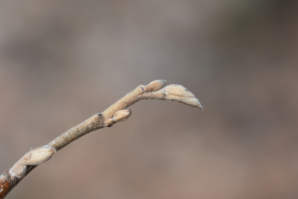 Northern Witch-hazel from Roan Mountain, TN 37687, USA on February 12 ...