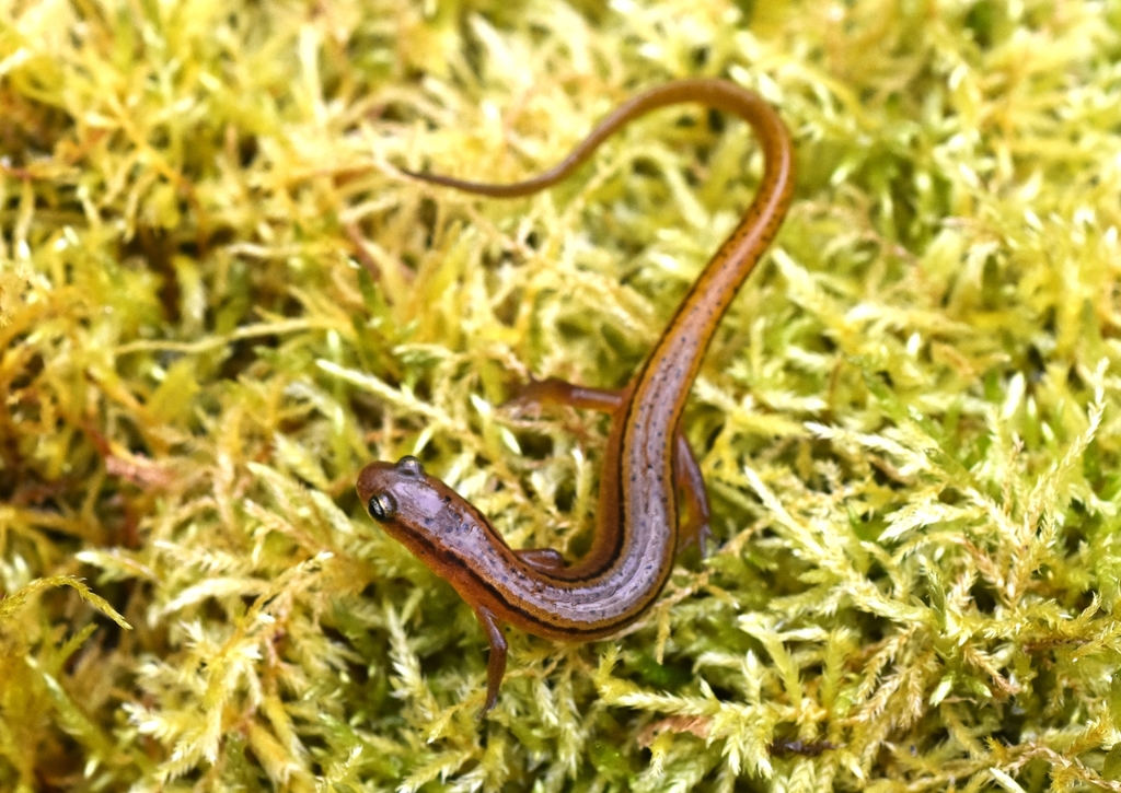 Blue Ridge Two-lined Salamander from Carter County, TN, USA on February ...