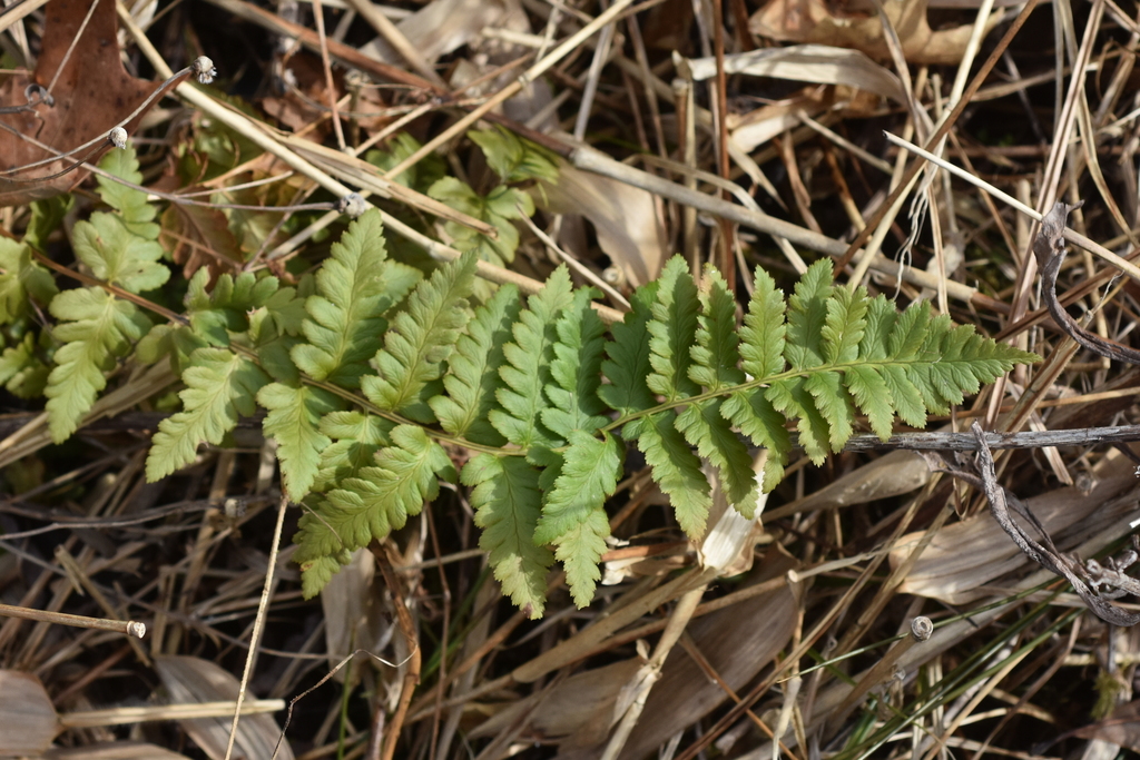 crested wood fern in February 2022 by Cade · iNaturalist