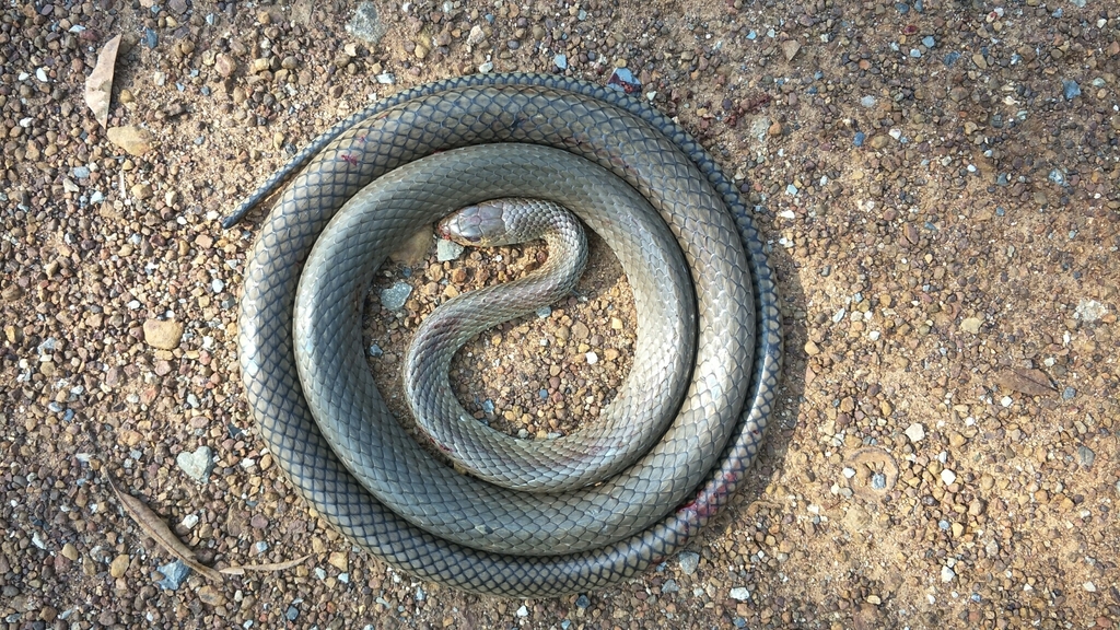 Indo-Chinese Rat Snake in February 2022 by Ice Saharat Wongwachirawerod ...
